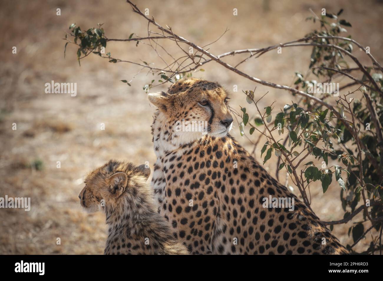 The family of cheetahs in Masai Mara National park, Kenya Stock Photo ...