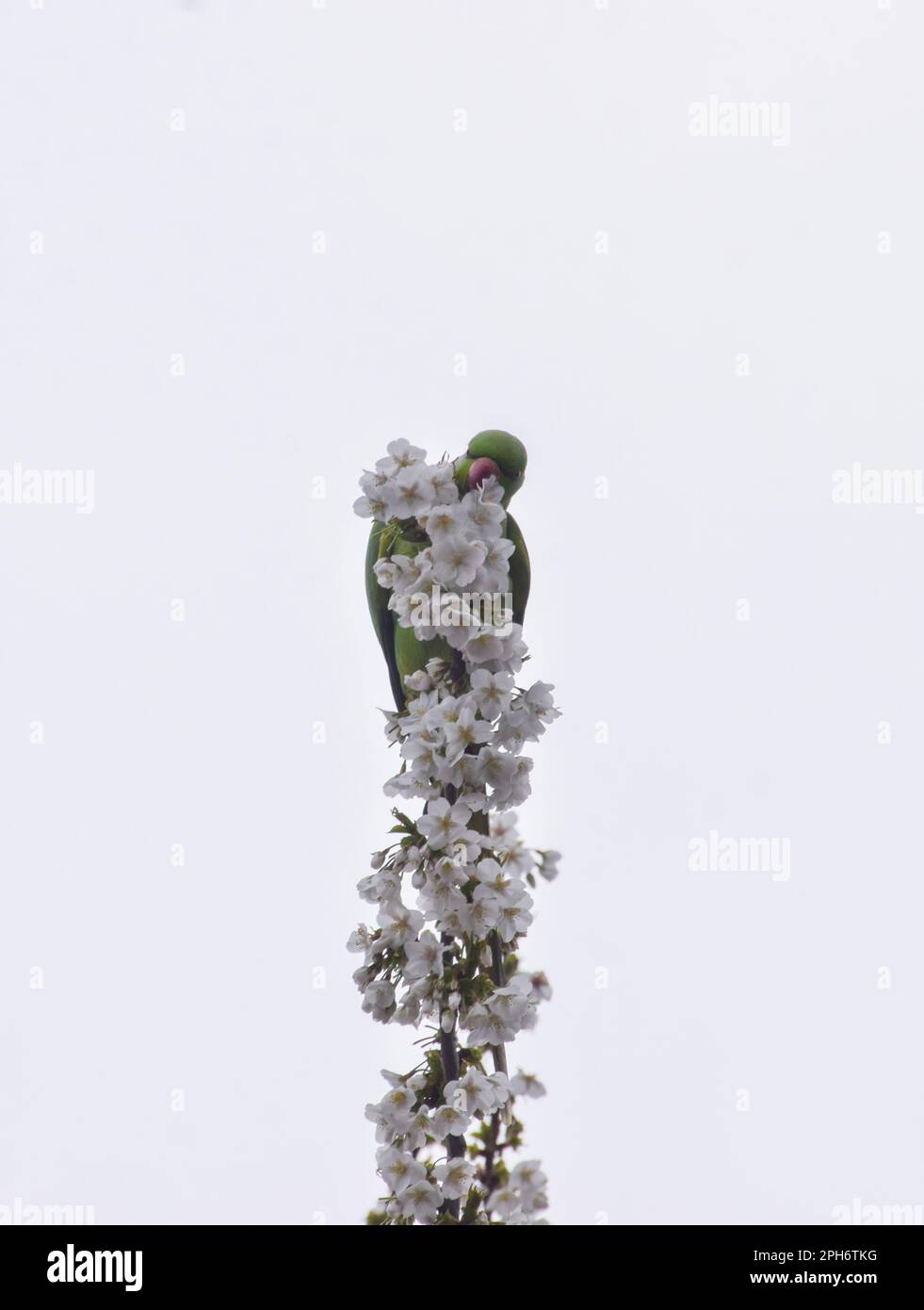 London, England, UK. 26th Mar, 2023. A ring-necked parakeet, also known ...