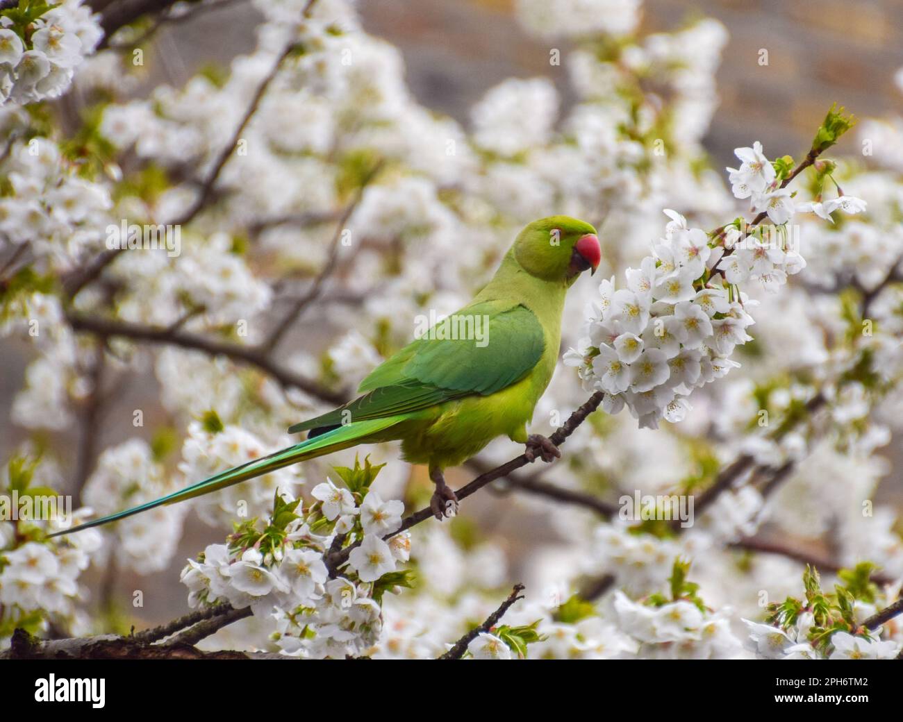 London, England, UK. 26th Mar, 2023. A ring-necked parakeet, also known ...