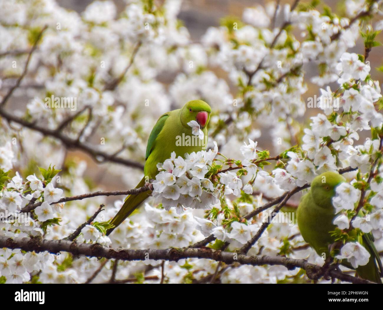 London, England, UK. 26th Mar, 2023. A ring-necked parakeet, also known ...