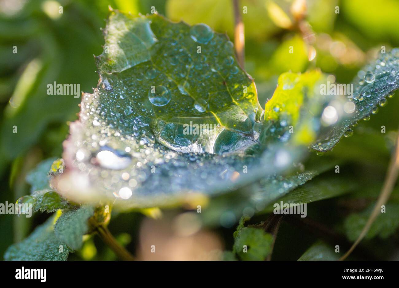 Dewdrops in an evergreen leaf, drenched in the morning sun Stock Photo ...