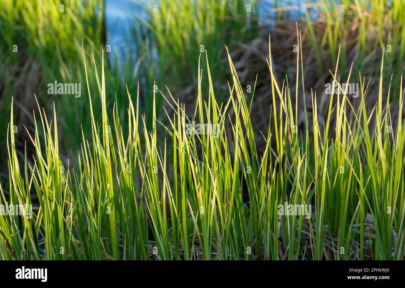Fresh young grass, long leaf, against a blue sky with sunbeams. Natural ...