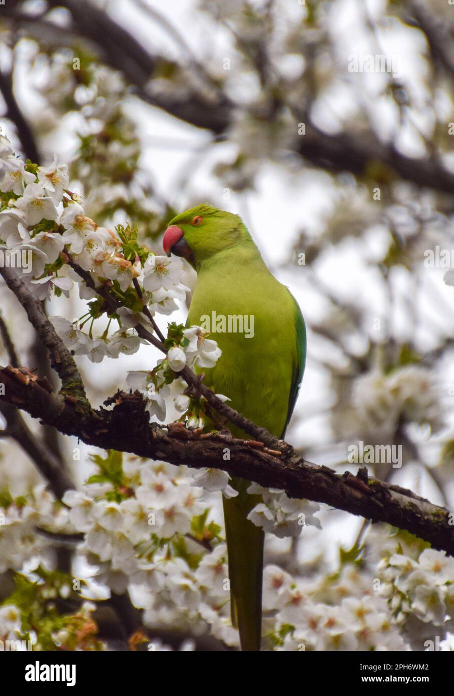 London, England, UK. 26th Mar, 2023. A ring-necked parakeet, also known ...
