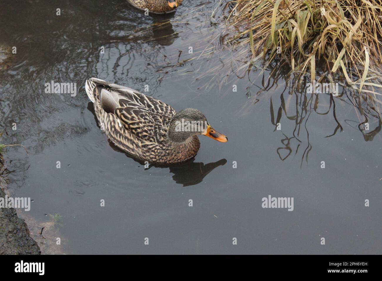 Duck in a Pond Stock Photo - Alamy
