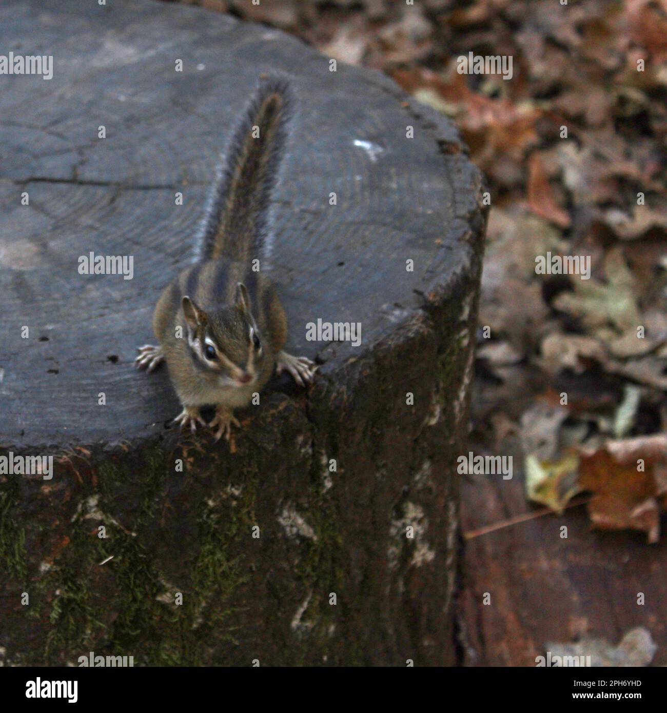 Chipmunks photo hi-res stock photography and images - Alamy