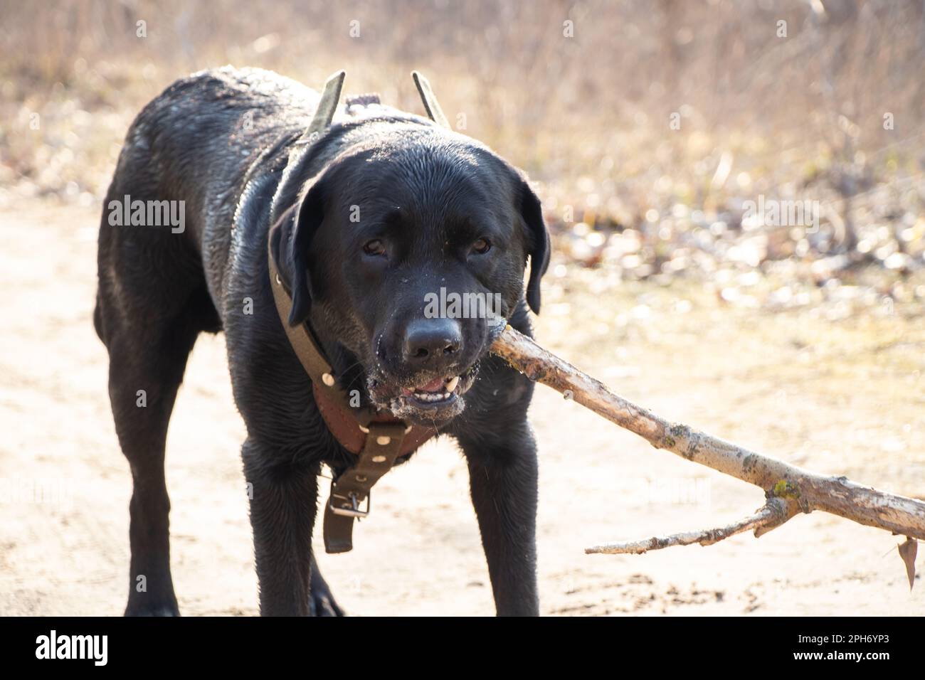 black adult labrodor for walks in the park in spring in Ukraine in the ...