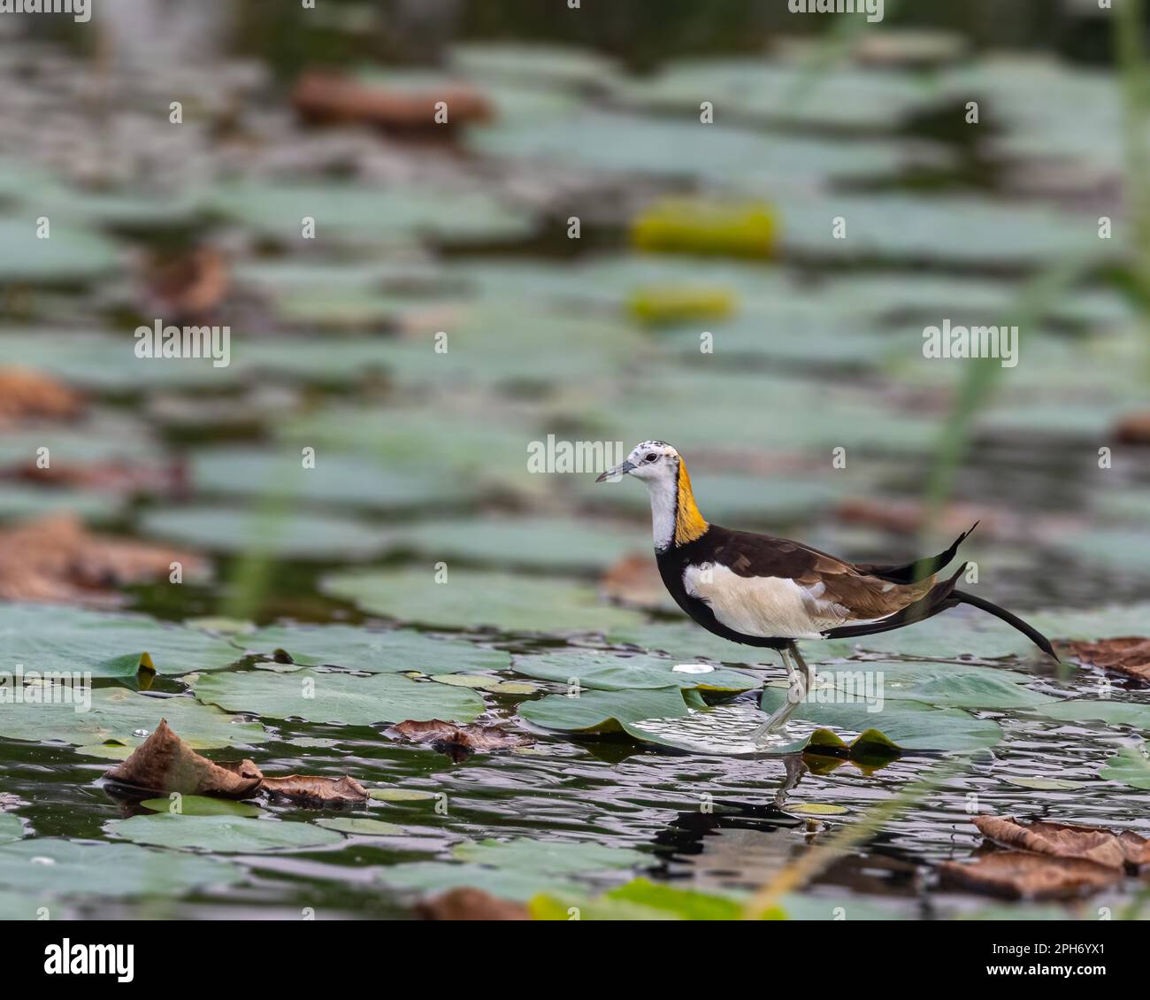 Pheasant Tailed Jacana Female