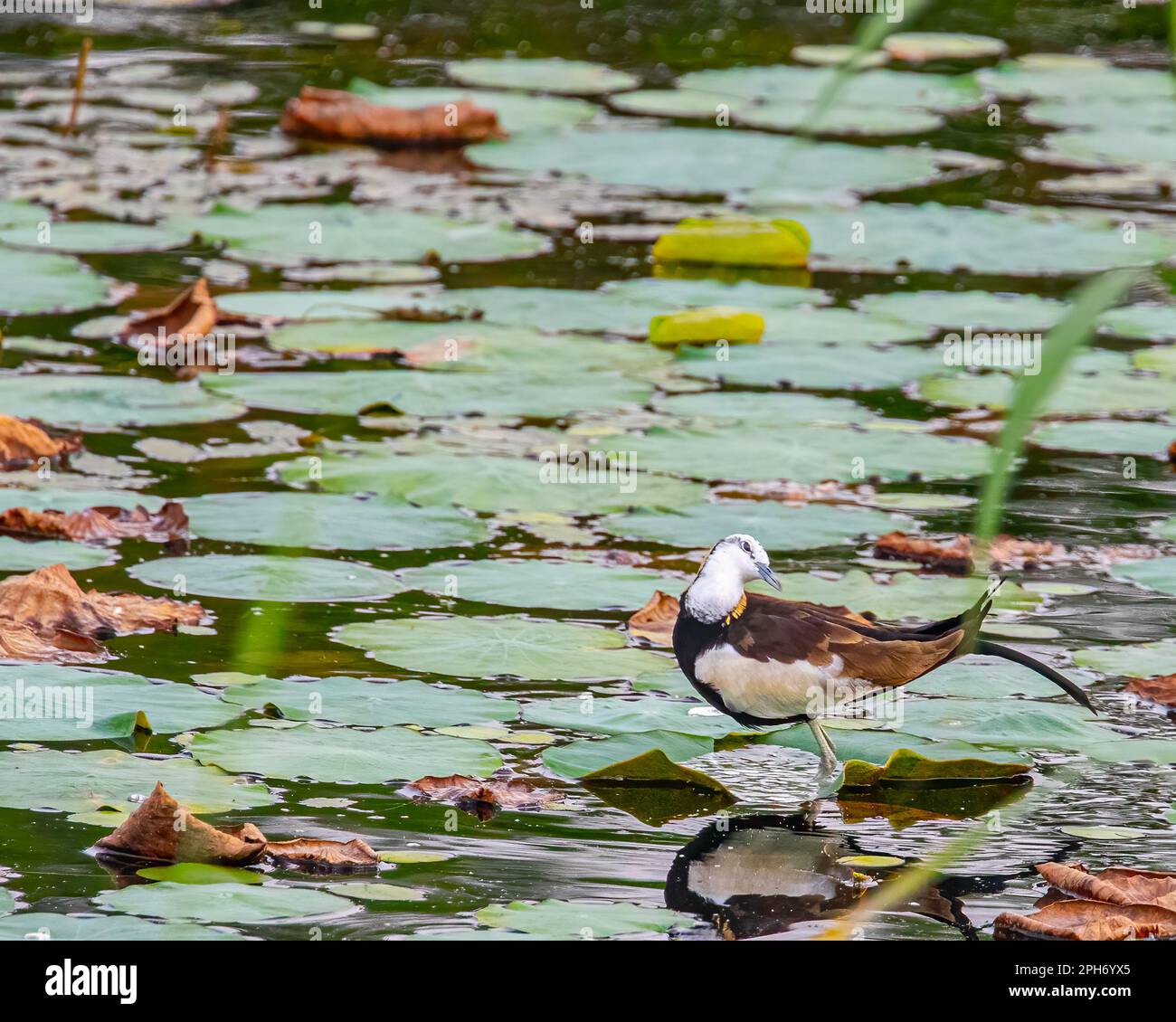 Indian pheasant tailed jacana hi-res stock photography and images - Alamy