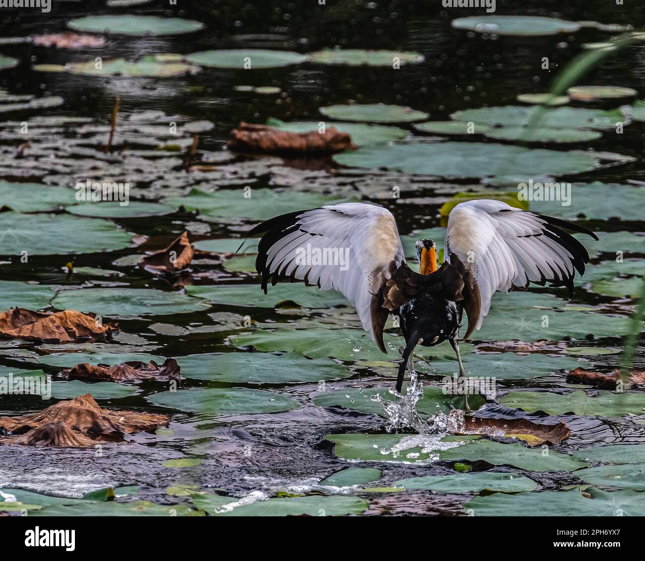 Indian pheasant tailed jacana hi-res stock photography and images - Alamy
