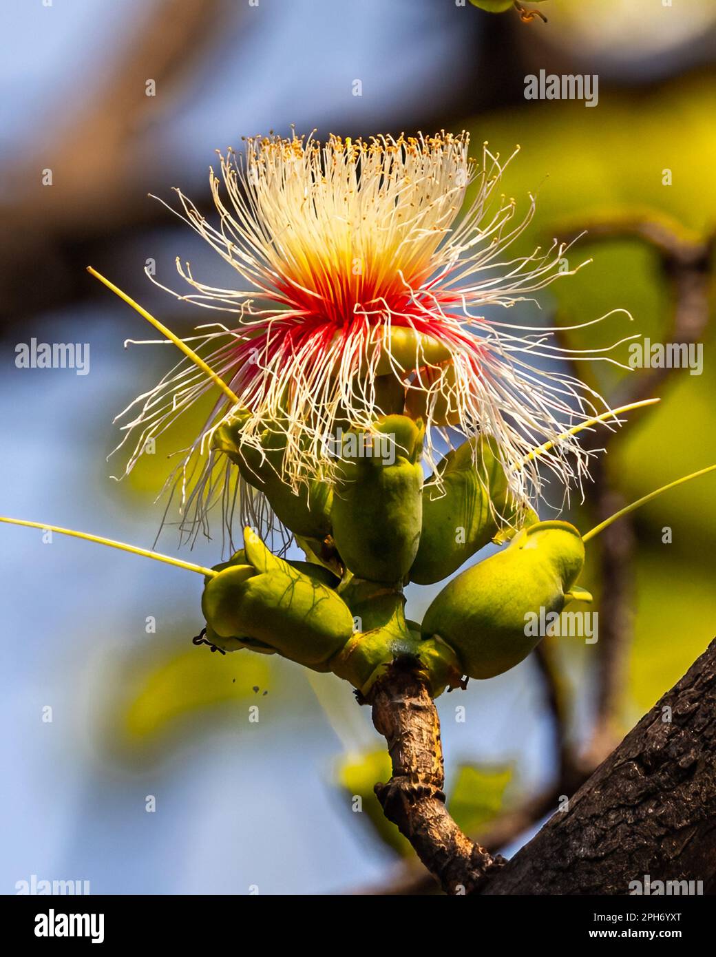 White vat flower hi-res stock photography and images - Alamy