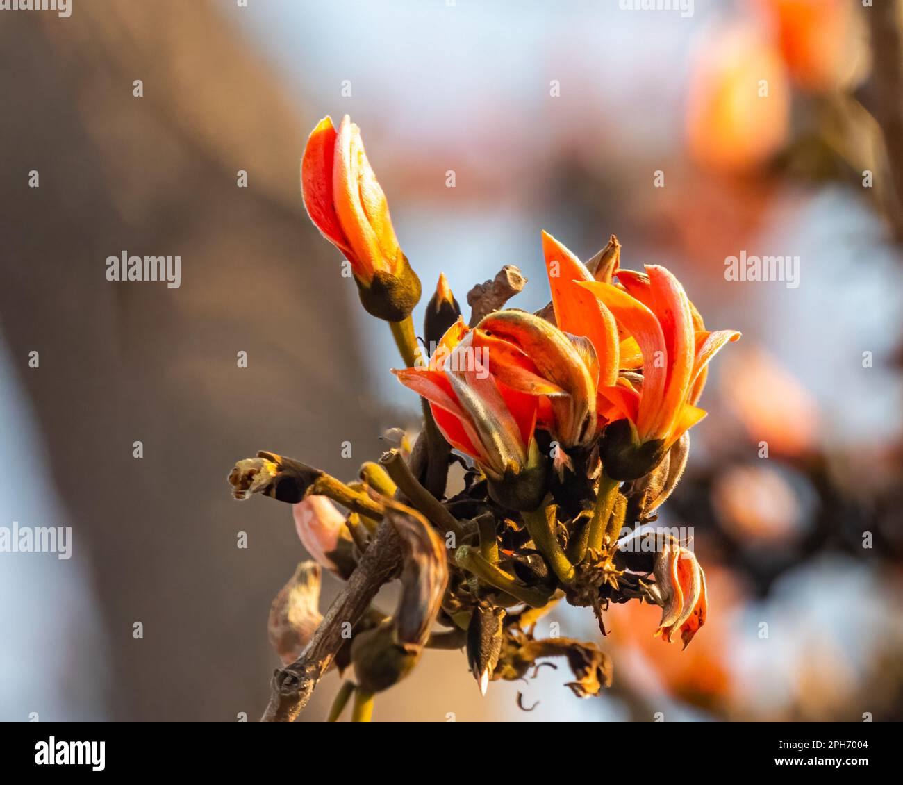 A Sacred Tree flowering in orange Stock Photo - Alamy