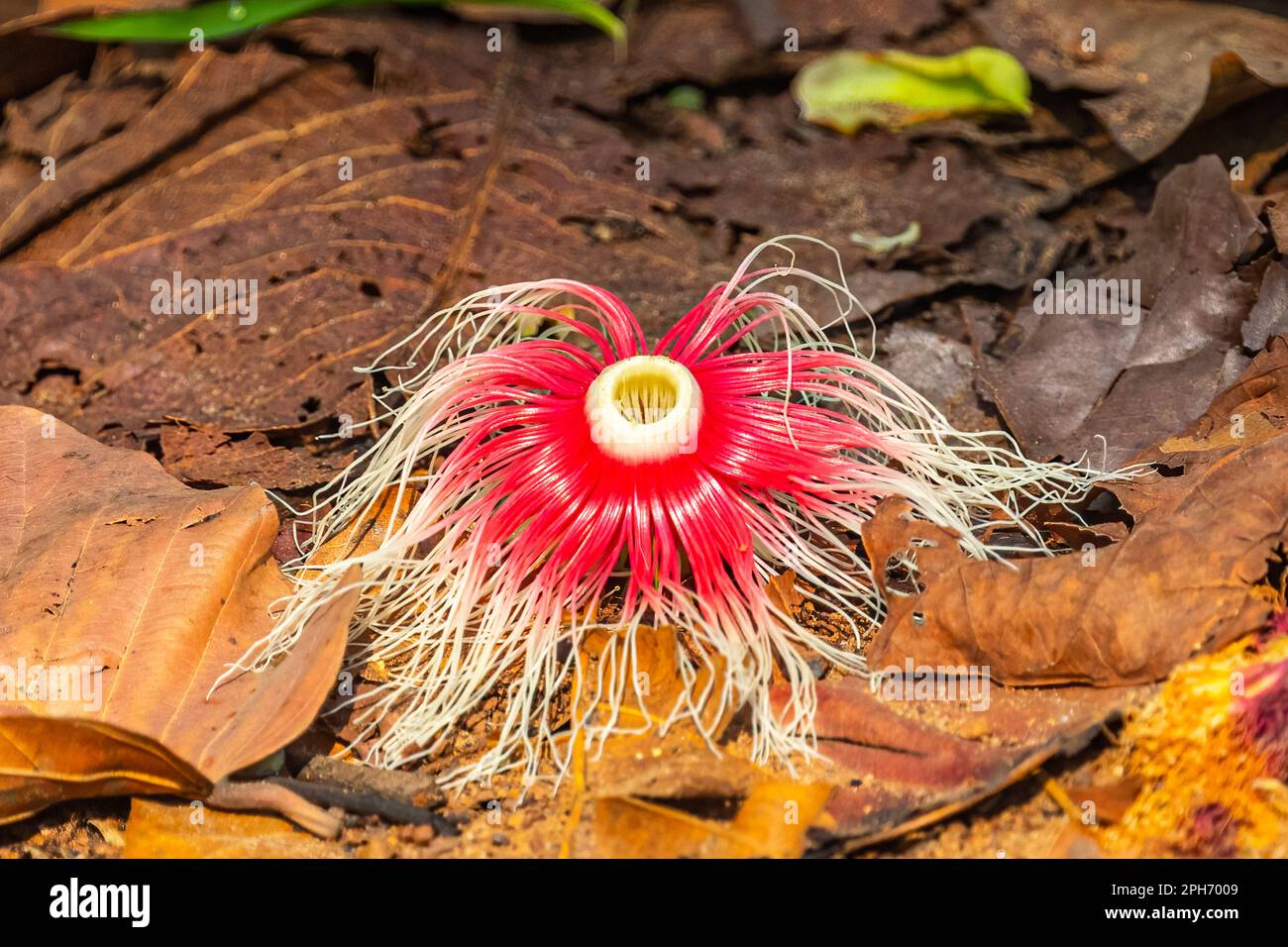 White vat flower hi-res stock photography and images - Alamy