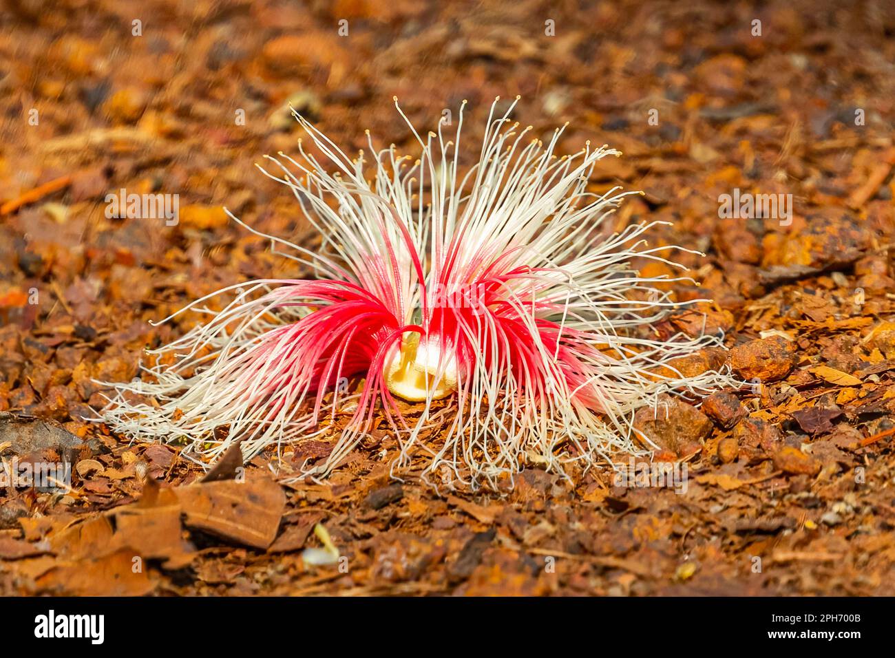 White vat flower hi-res stock photography and images - Alamy