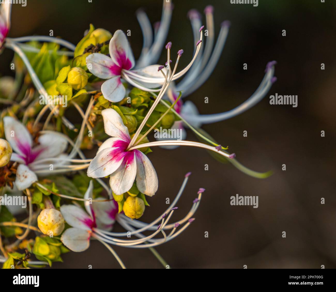 White vat flower hi-res stock photography and images - Alamy