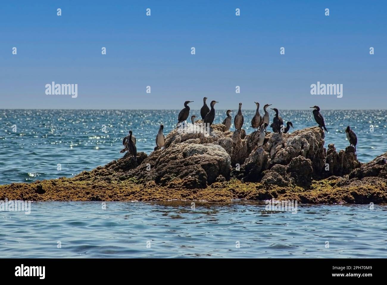 cormorant family seabirds rest on the rock, Aegean sea, Northern Greece ...