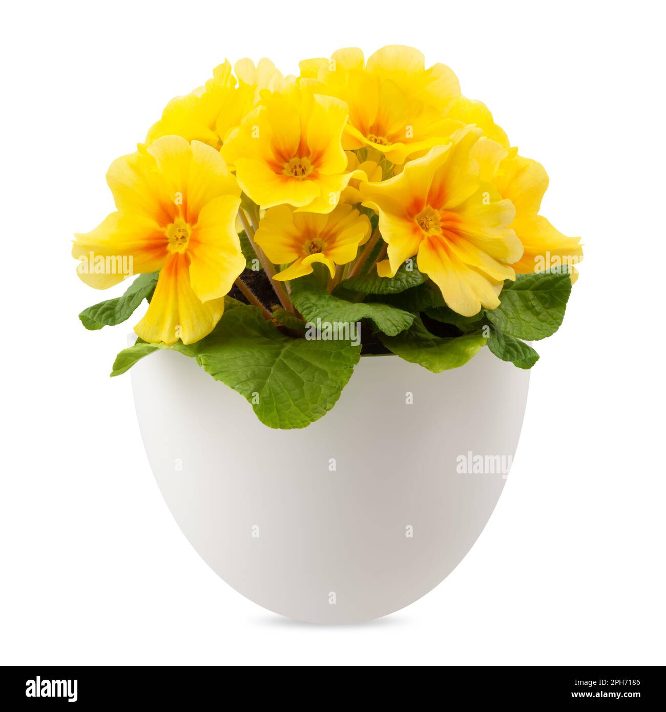 Spring time blossom of Yellow Primroses flowers in pot, front view ...