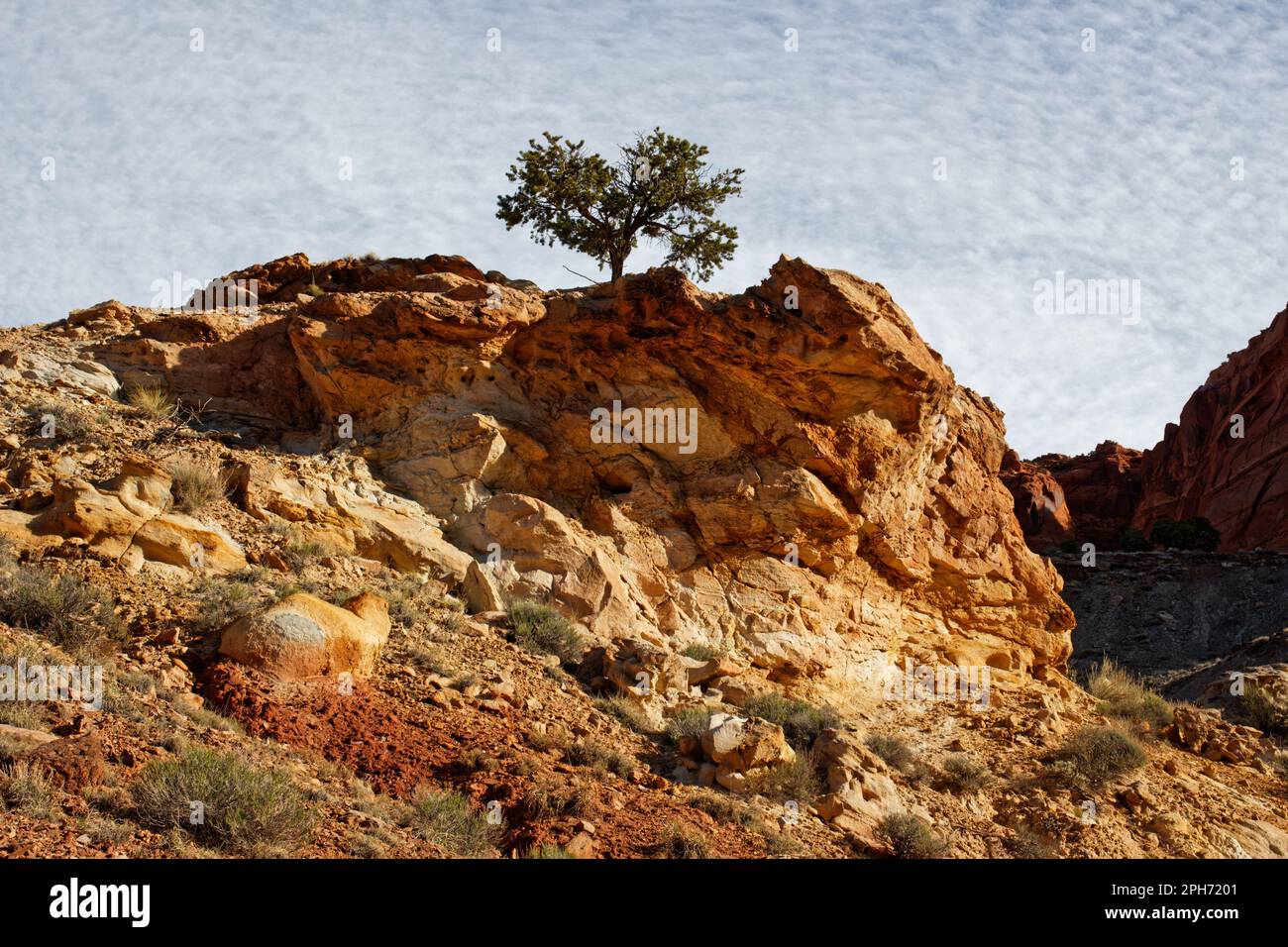 State park utah tree cliff sandstone hi-res stock photography and ...