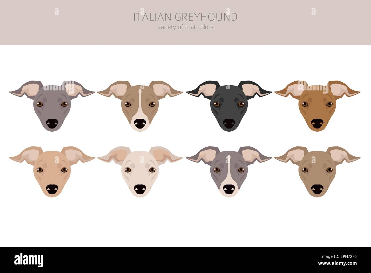 Italian Greyhound clipart. Different poses, coat colors set. Vector ...