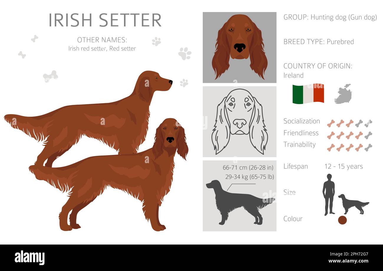 Irish red setter clipart. Different poses, coat colors set. Vector ...