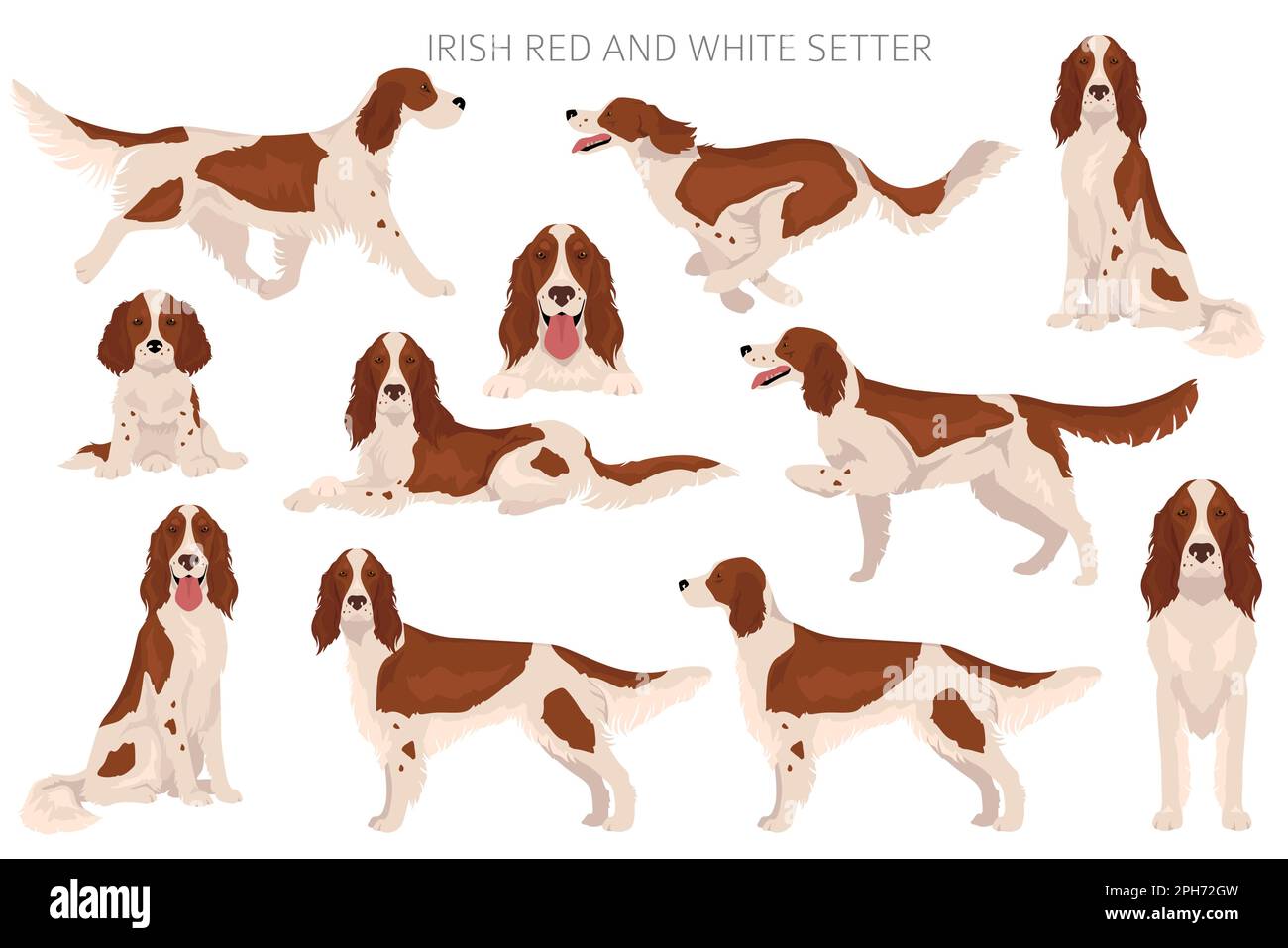 Red setter Stock Vector Images - Alamy