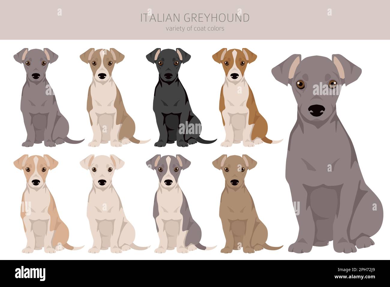 Italian Greyhound clipart. Different poses, coat colors set. Vector ...