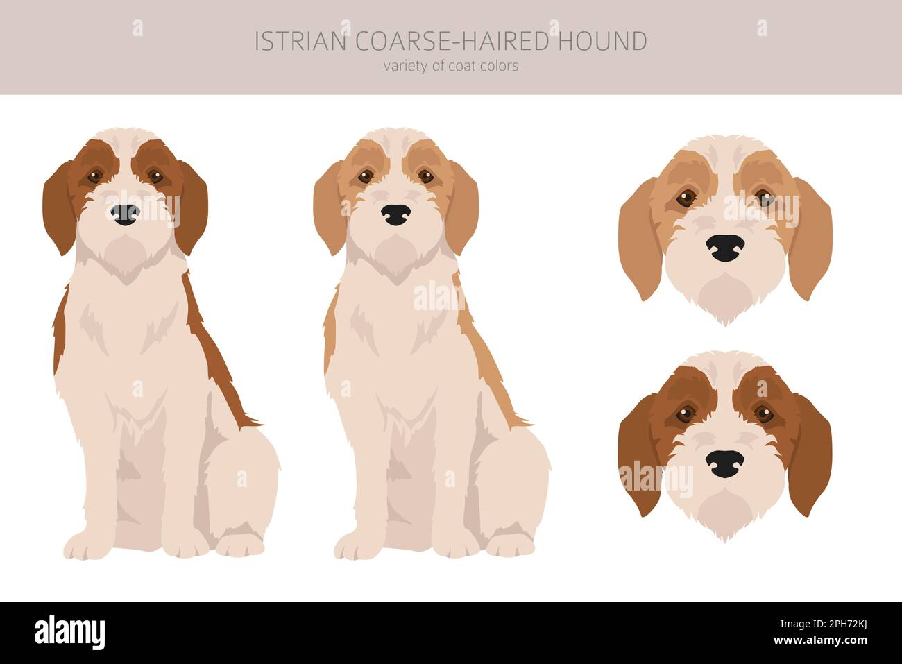 Istrian Coarse-haired hound clipart. Different poses, coat colors set ...