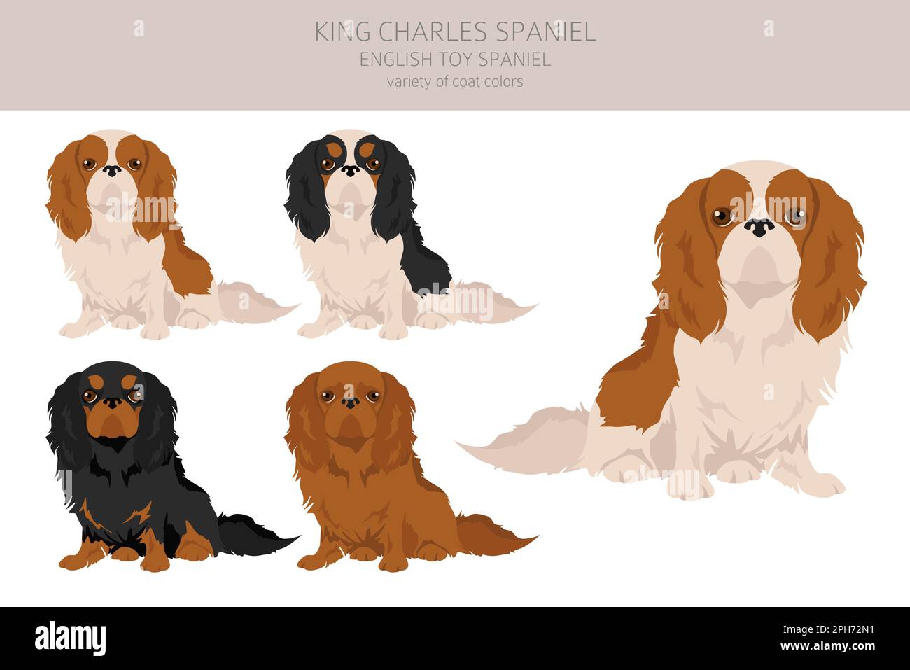 Prince charles spaniel hi-res stock photography and images - Alamy
