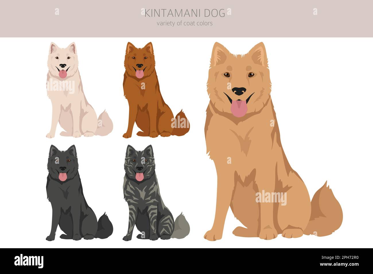 Kintamani Bali dog clipart. Different coat colors set. Vector ...