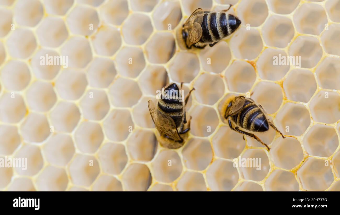 Bees collect honey from honeycombs on wooden frames. Honey is a real ...