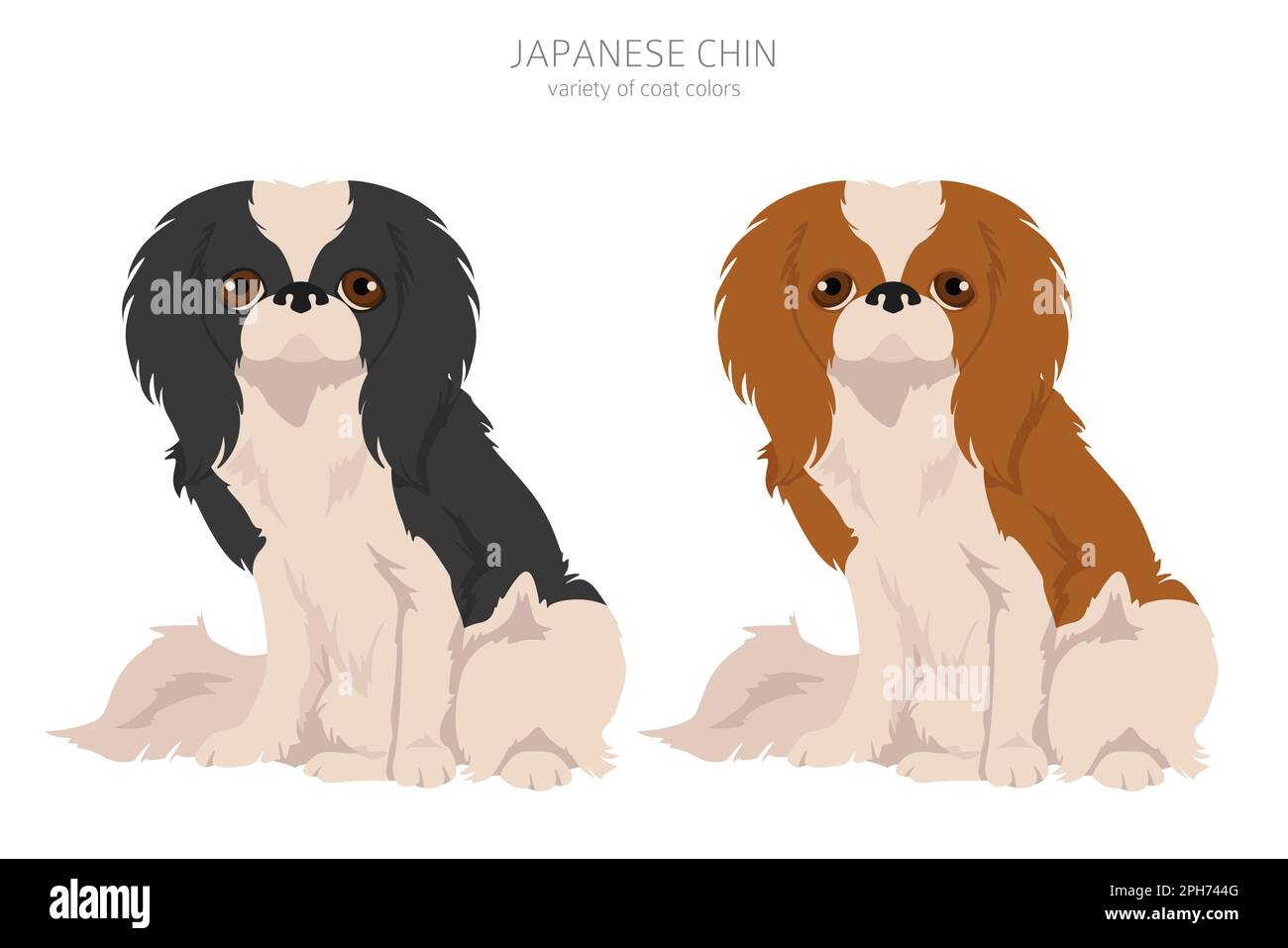Japanese chin clipart. Different poses, coat colors set. Vector ...
