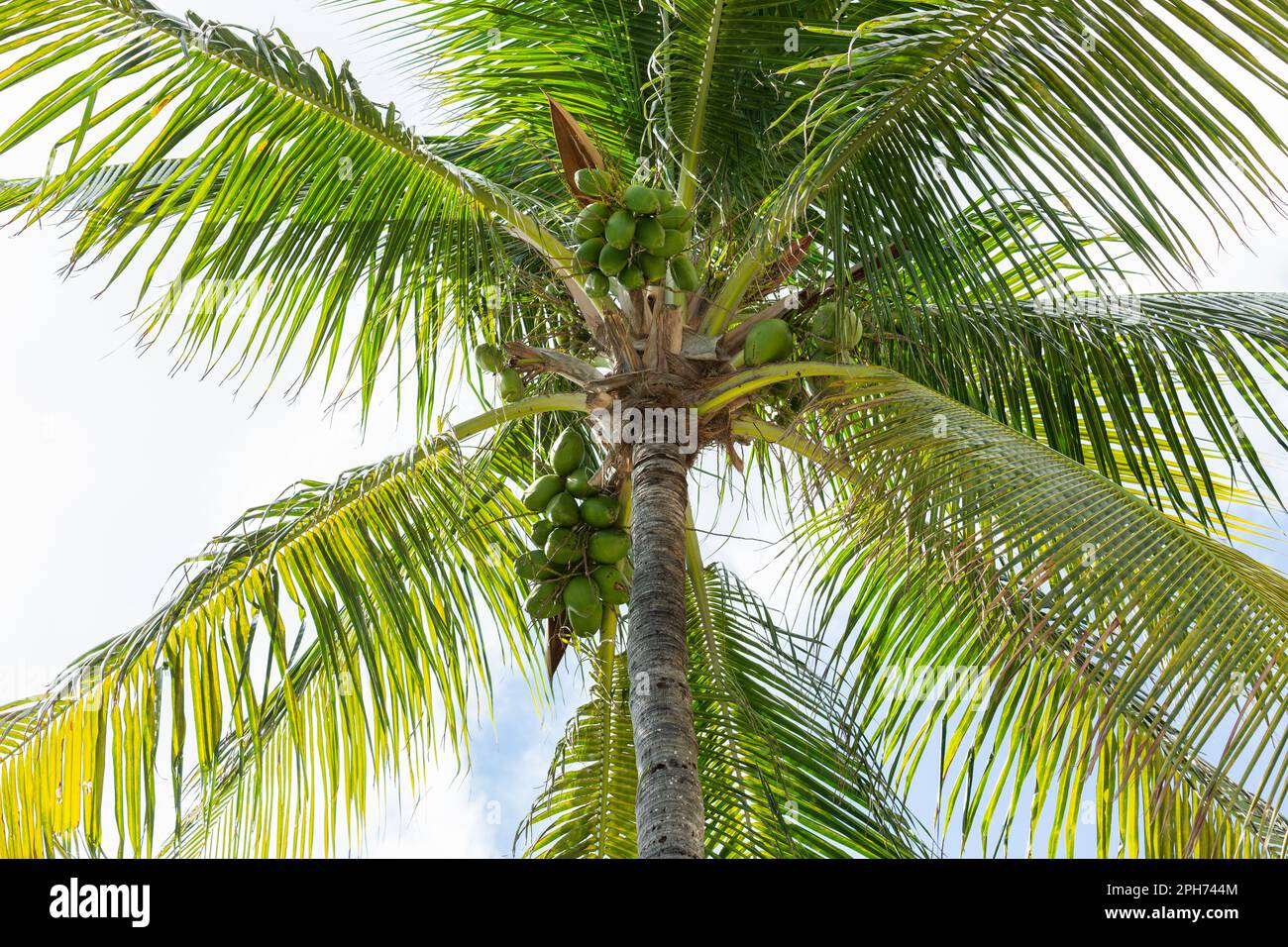 Miami beach coconut palm tree hi-res stock photography and images - Alamy