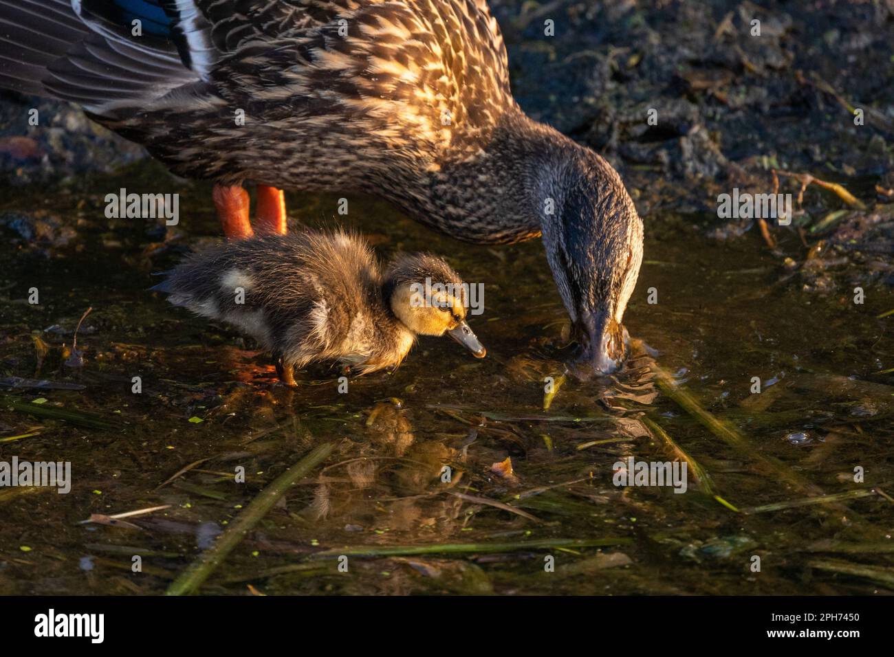 A family of ducks, mother duck and a duckling eating greens in the ...