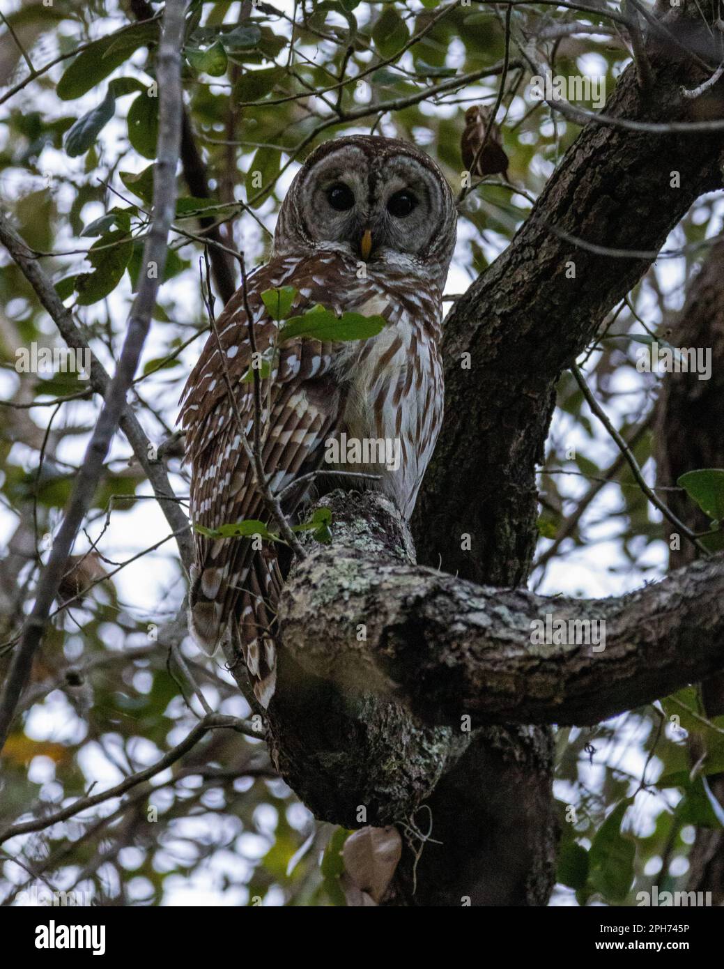 Florida wildlife habitat hi-res stock photography and images - Alamy