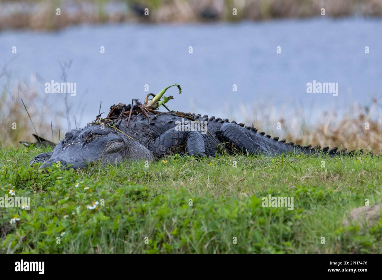 Picture of a wild Florida alligator sun-bathing on the green grass ...