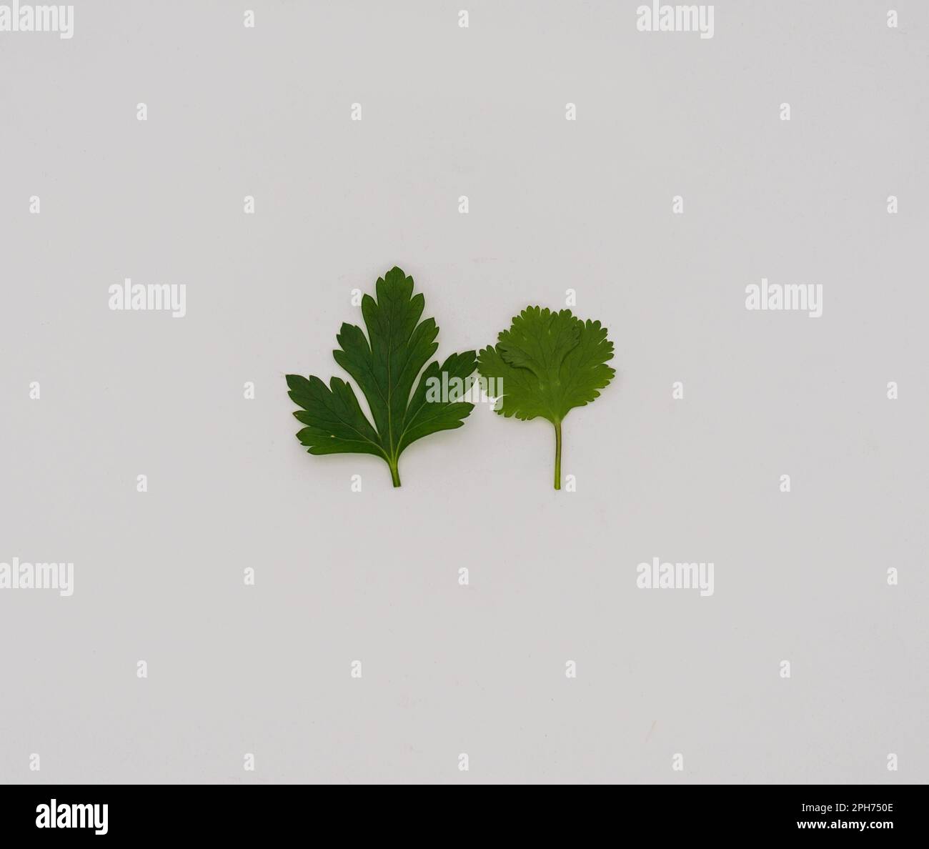 Closeup of one fresh coriander and one parsley leaf on isolated white ...