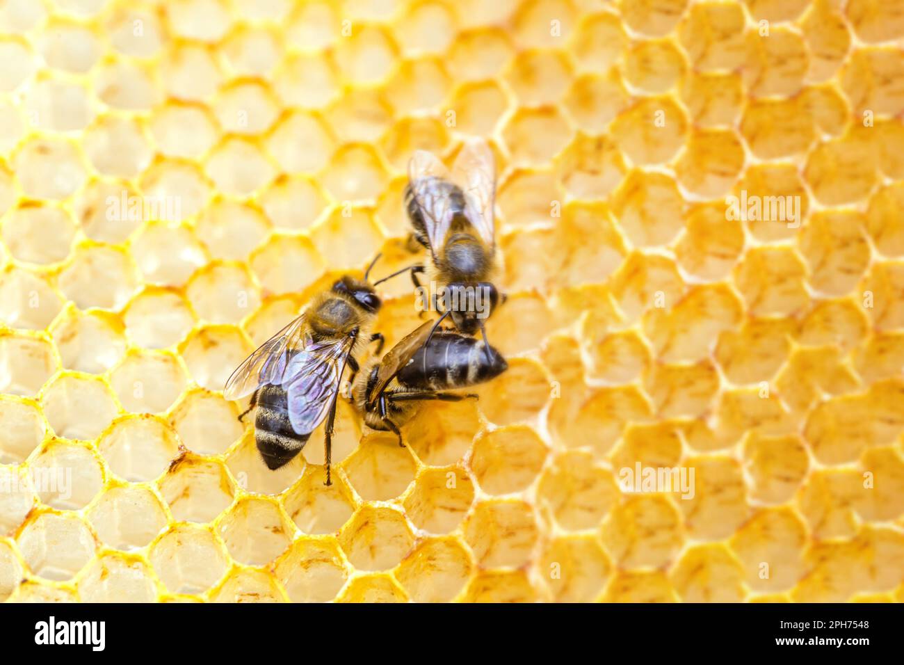 Three bees on honeycombs eat fresh honey collected in spring in fresh ...