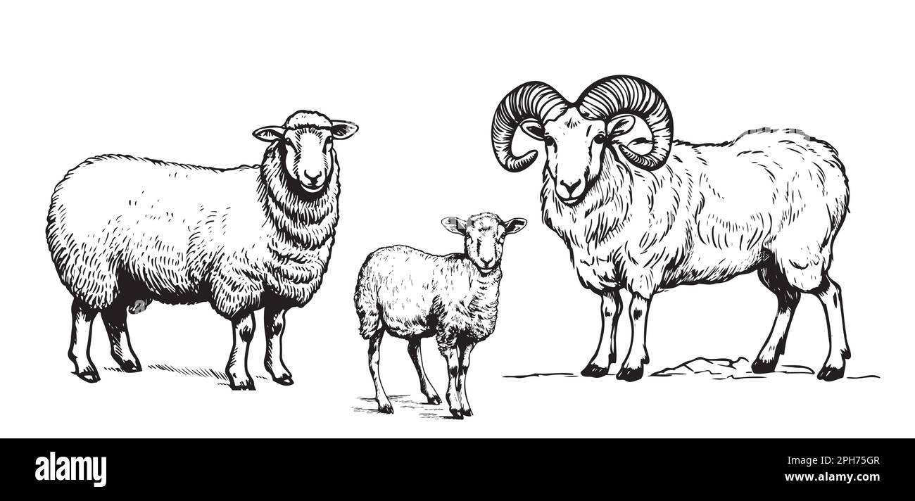 Sheep family hand drawn sketch illustration Farming Stock Vector Image ...