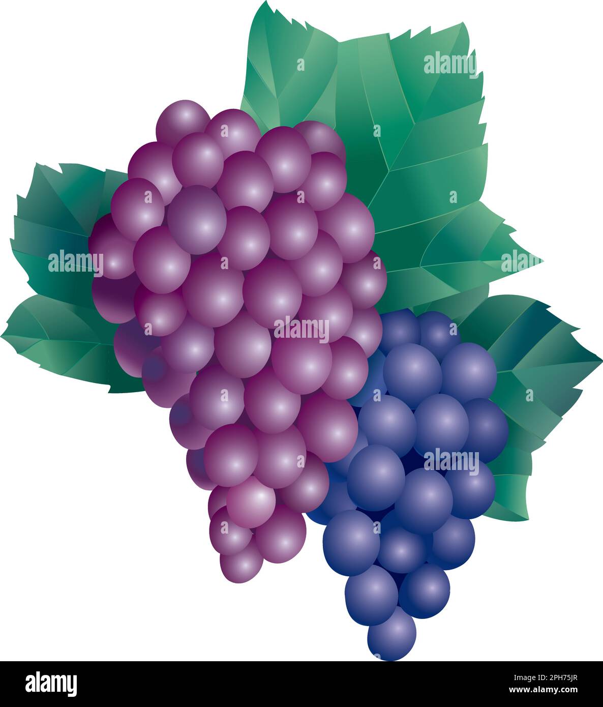 A Bunch of Vineyard Grapes with Leaves, stylized editable vector art ...