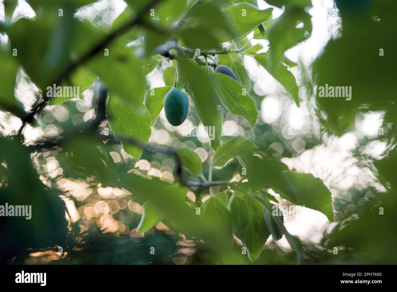 Single fruit tree hi-res stock photography and images - Alamy