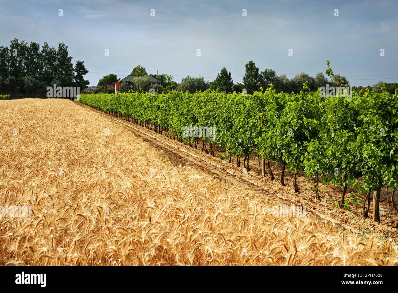 Vineyard in country hi-res stock photography and images - Alamy
