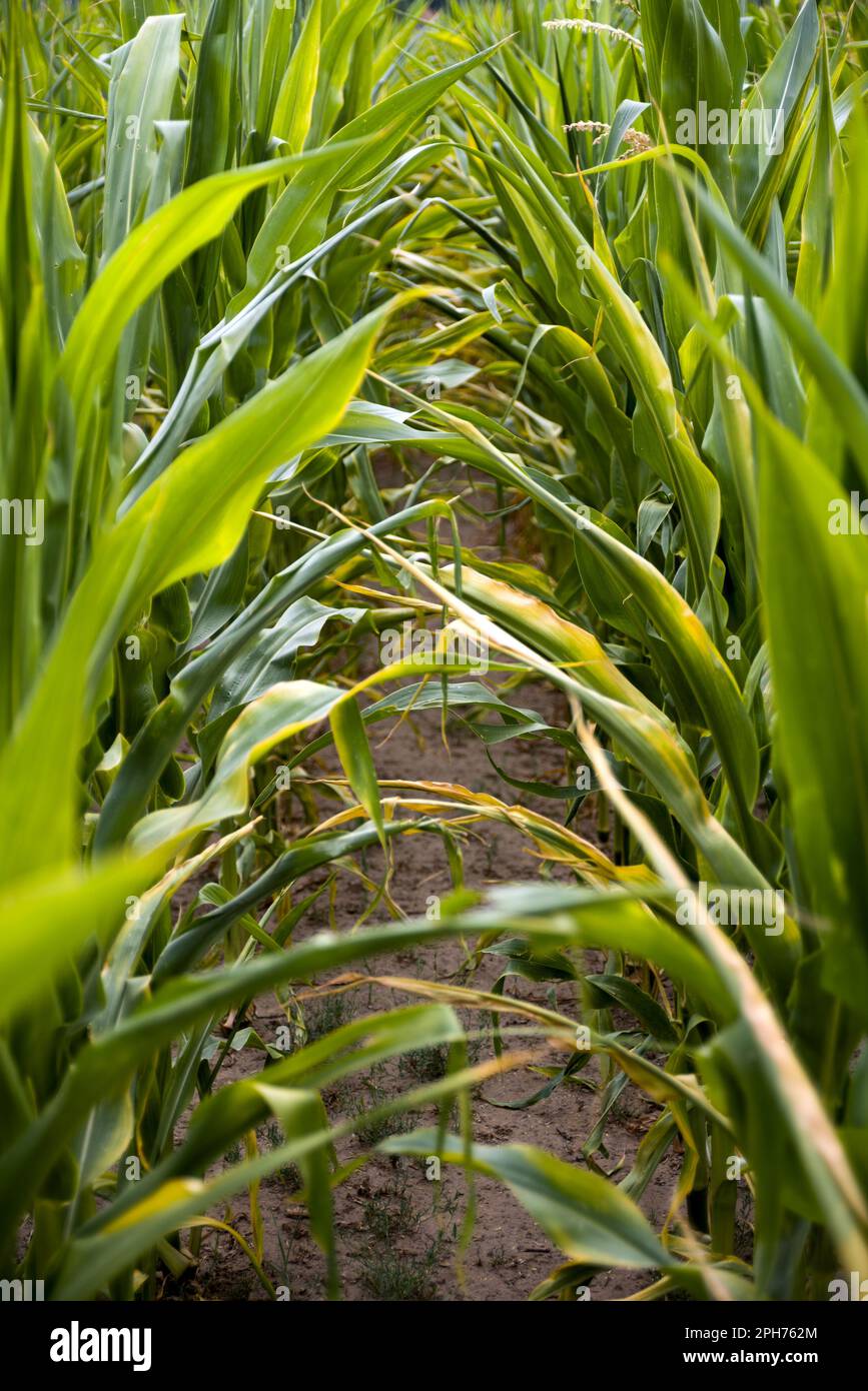 Field corn leaves corn hi-res stock photography and images - Alamy