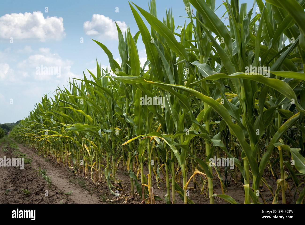 Cornfield corn farm field hi-res stock photography and images - Alamy