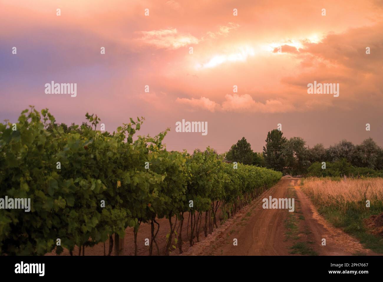 Vineyard in the sunset hi-res stock photography and images - Alamy