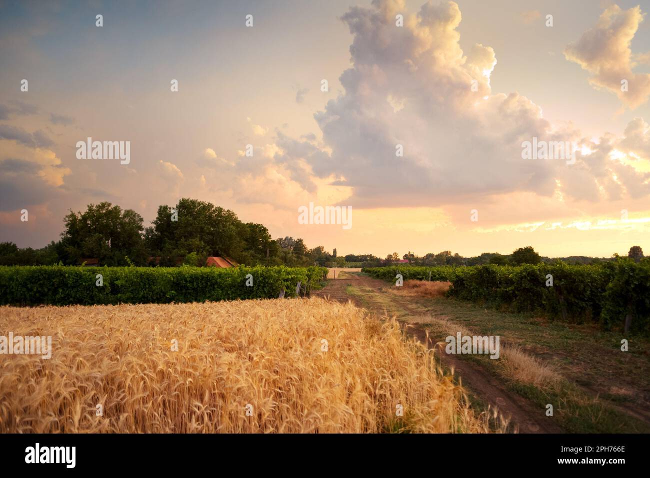 Wheat field at sunset Stock Photo - Alamy