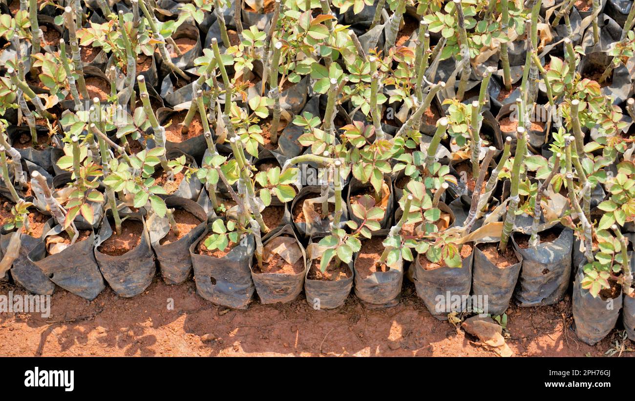 Lineup of plantation of rose hedge plant mulched with manure in plastic ...