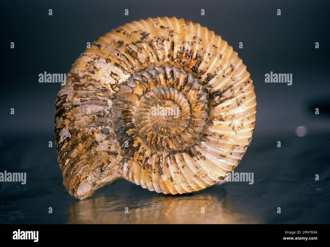 Fossile animal hi-res stock photography and images - Alamy