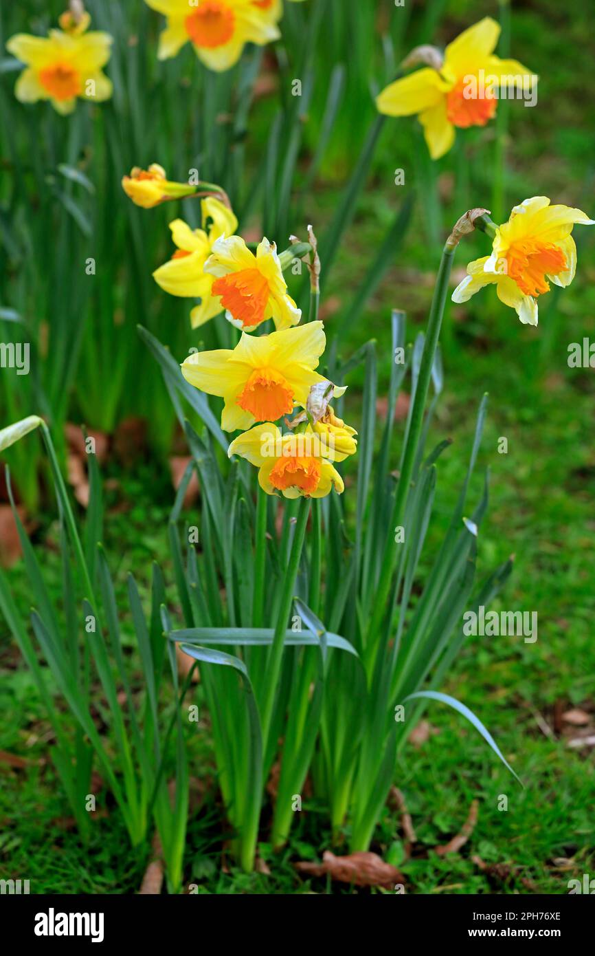 Spring daffodils, Bath, England, UK. Taken March 2023 Stock Photo - Alamy