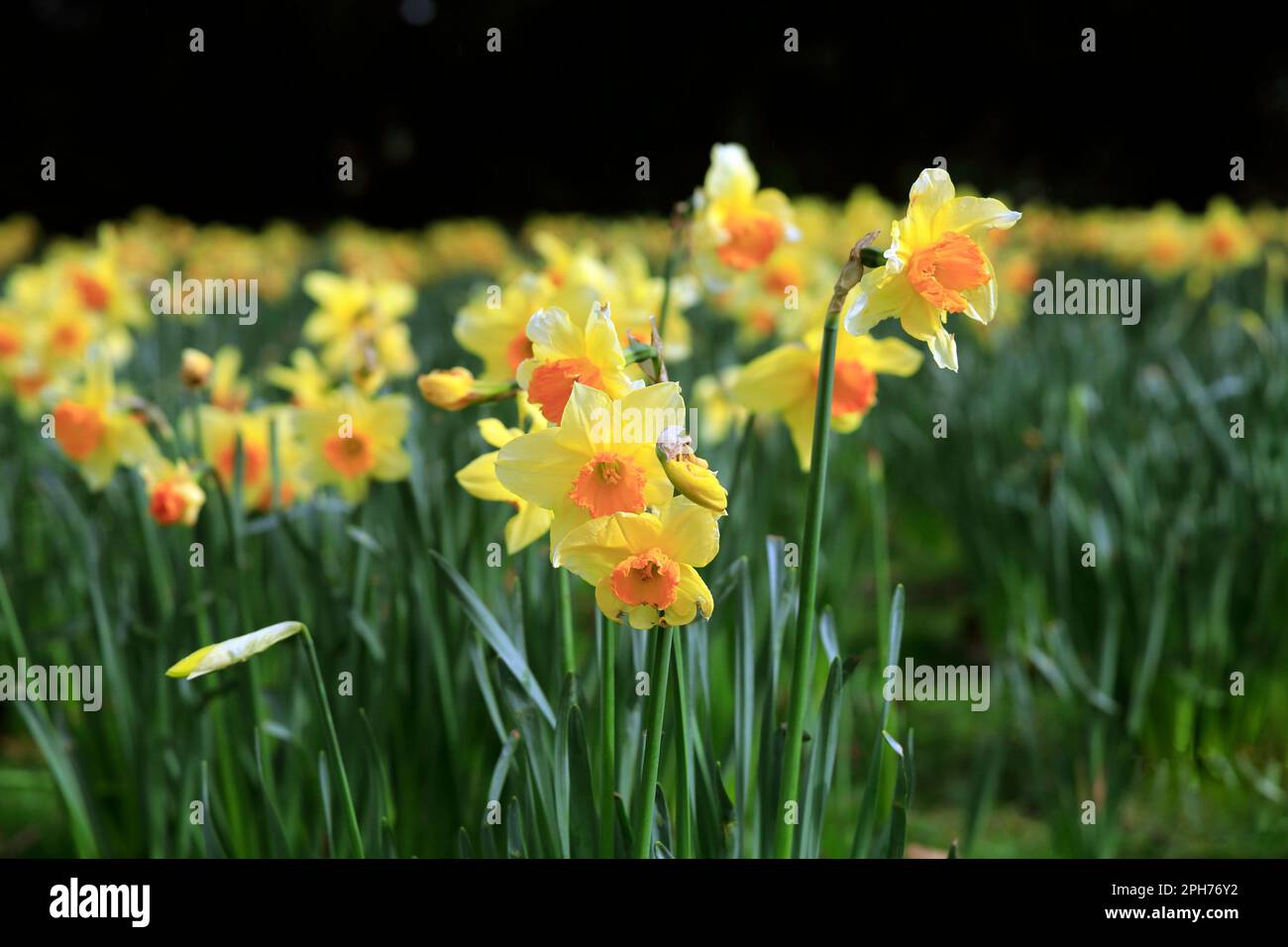 Spring flowers town england hi-res stock photography and images - Alamy