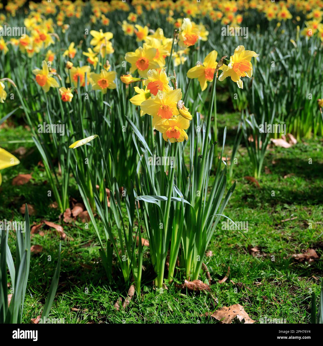 Spring flowers town england hi-res stock photography and images - Alamy