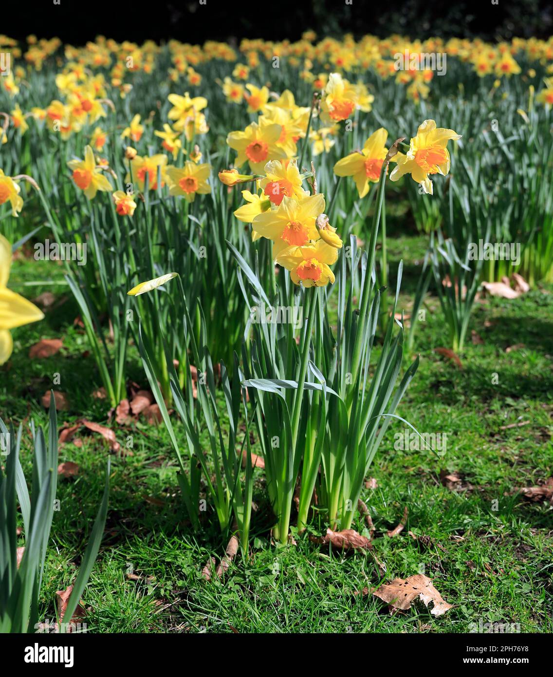 Spring daffodils, South West England. Taken March 2023 Stock Photo - Alamy